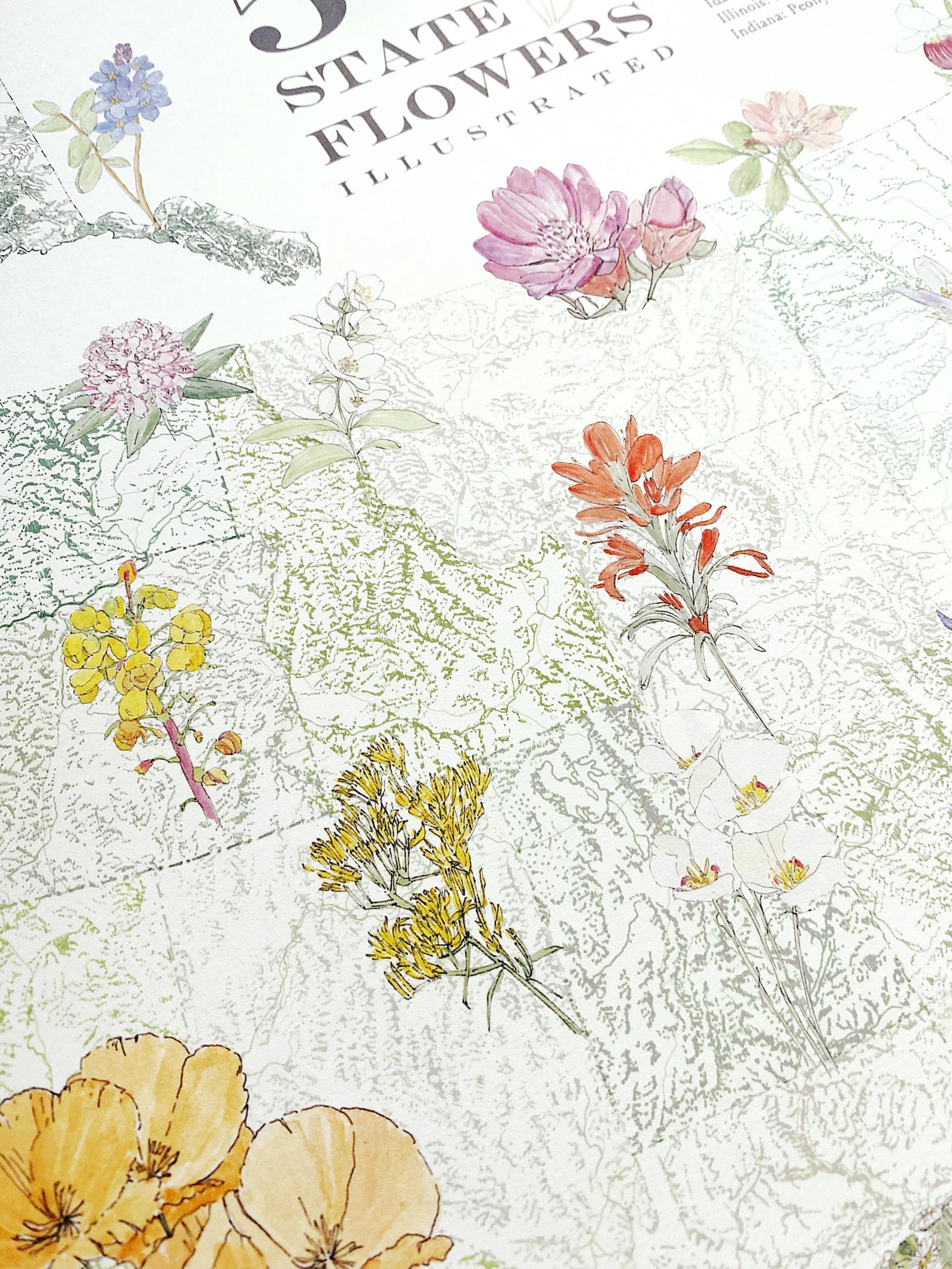 STATE Flowerscape Map Drawing (art Print) 50 State Flowers America USA ...