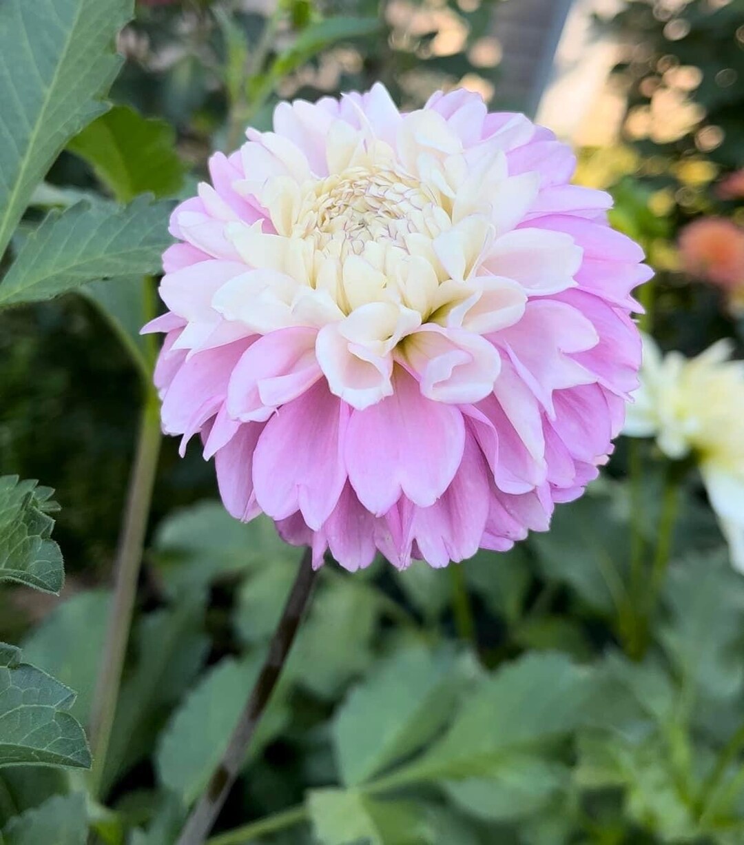 Fluffles Dahlia Tuber SHIPS NOW Perfect Pink and White - Etsy