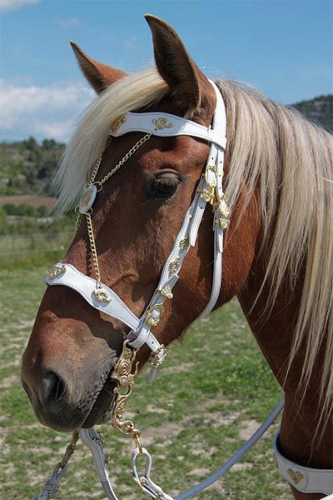 Spanish Fancy Horse Bridle With Pure White Leather & Brass Gold ...