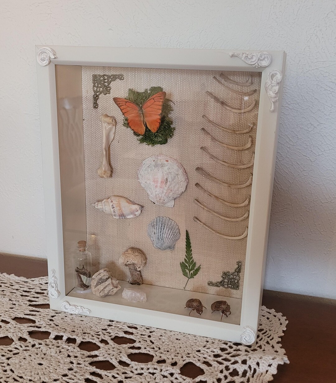 Curiosity Oddities Collection Shadow Box - Etsy