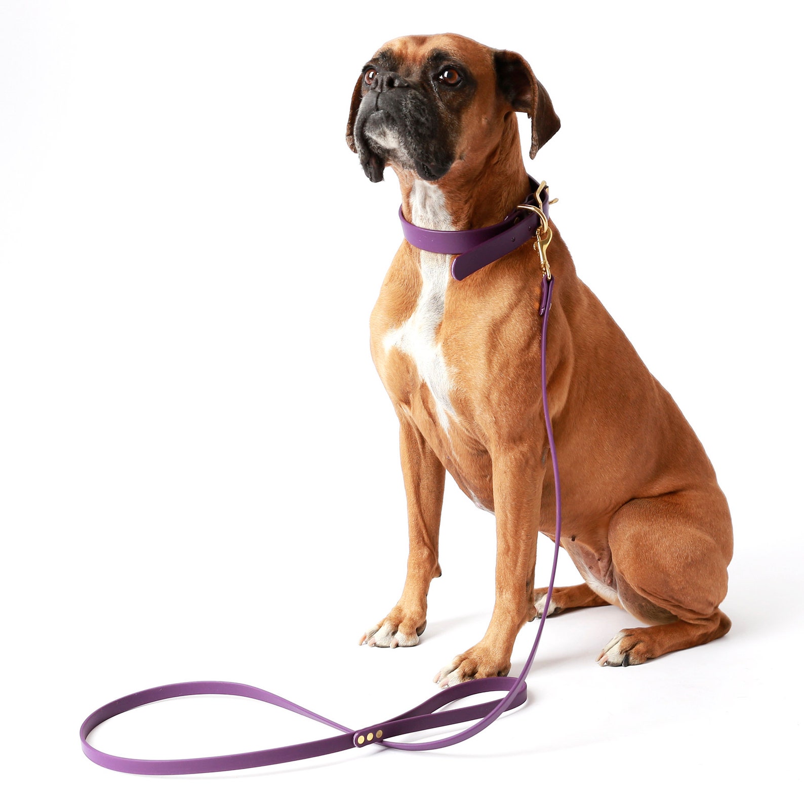 Waterproof Dog Collar W Engraved Riveted NAMEPLATE Stinkproof, Dirt ...