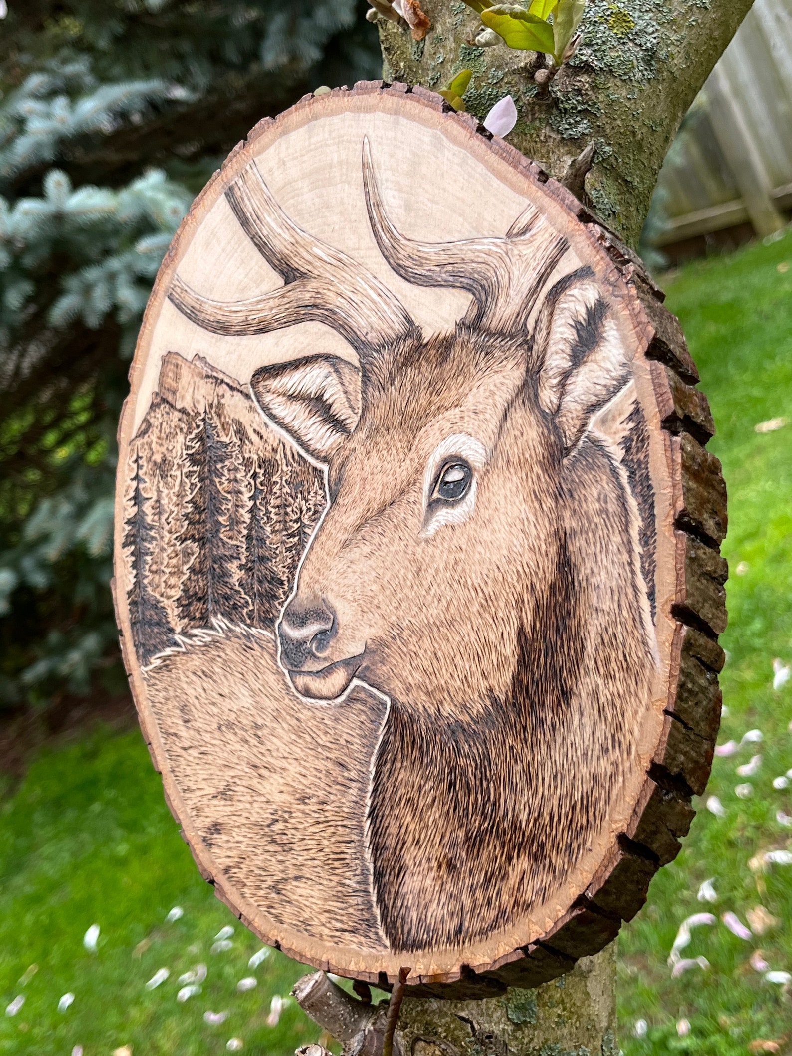 Rundle Mountain Elk: Pyrography Piece (basswood) - Etsy