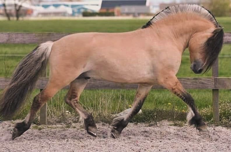 Custom Hand Painted Horse Model - Etsy