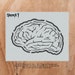 Brain Stencil- Reusable Craft & DIY Stencils- S1_01_72 -8.5x11- by ...