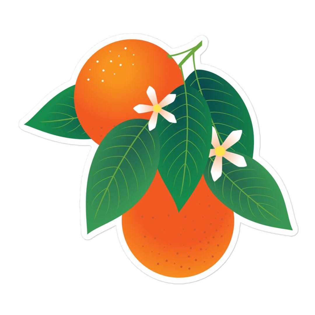 Orange Fruit Sticker, Citrus Vinyl Sticker With Blossoms, Cute Orange ...