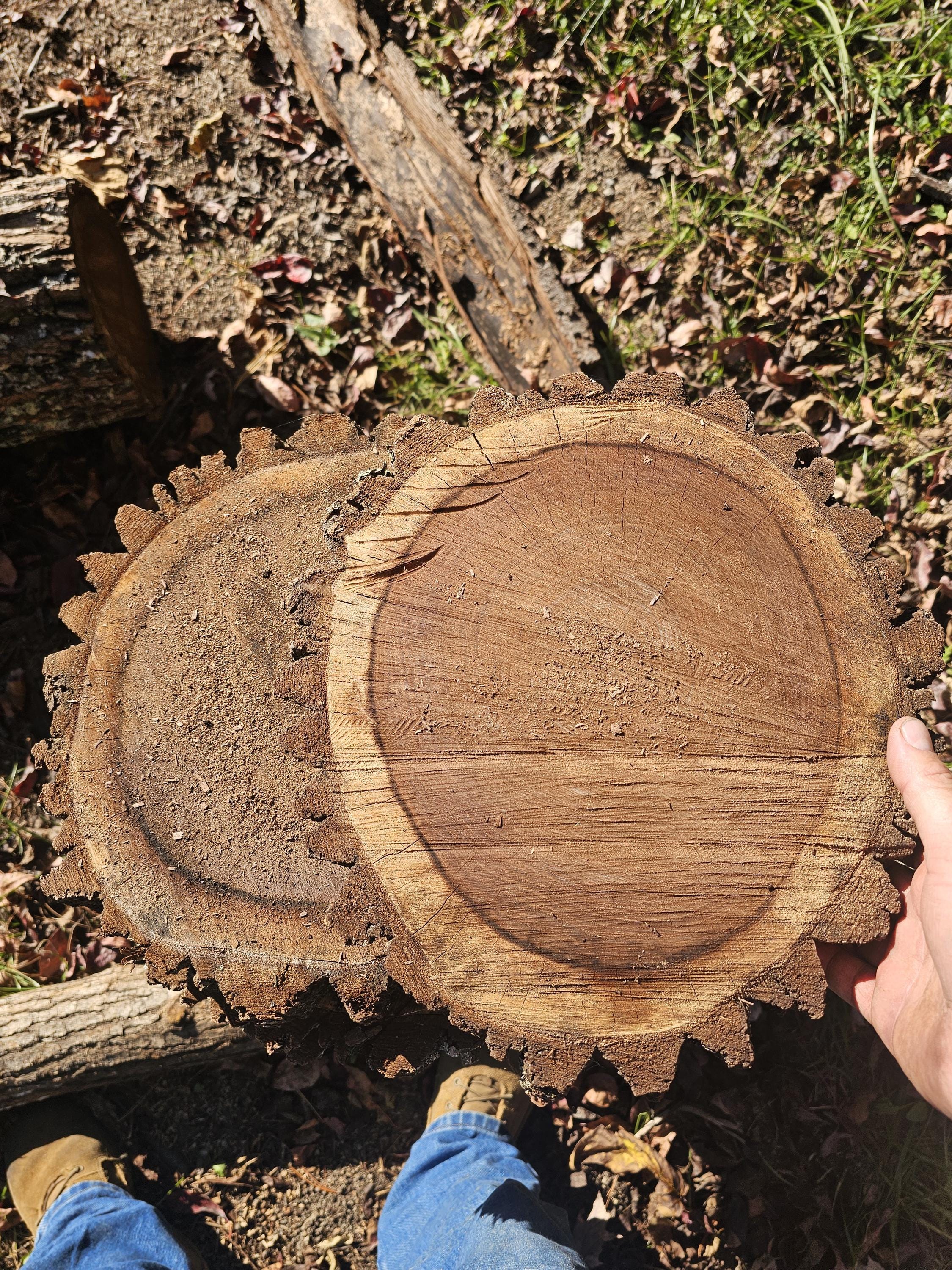 Black Walnut Rounds - Etsy