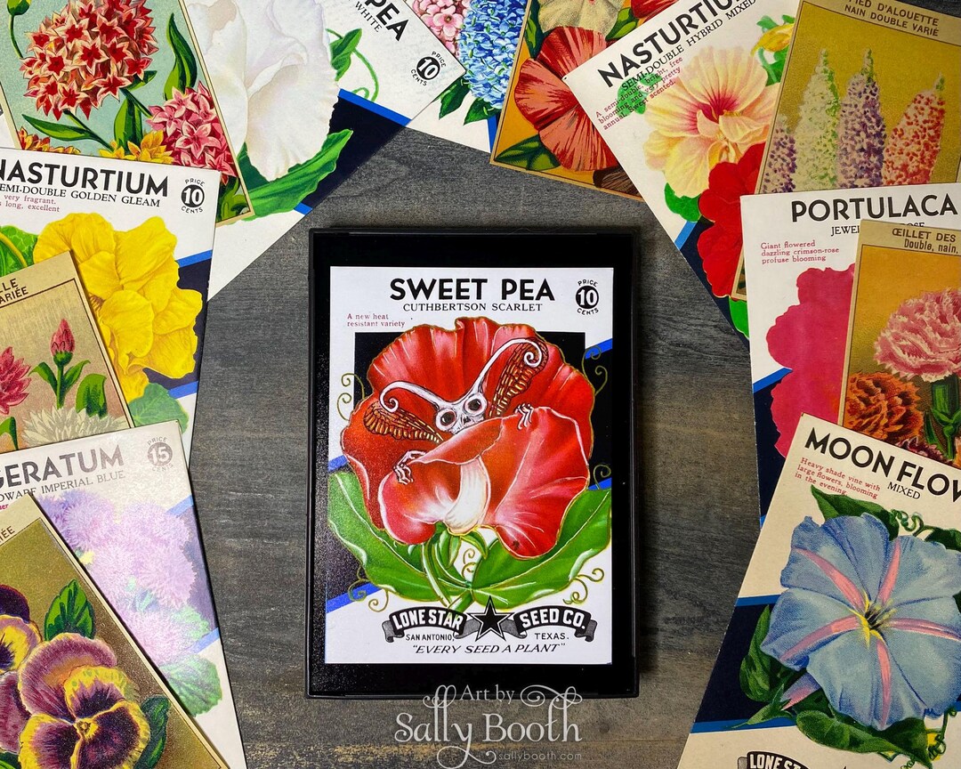 Sweet Pea + Skelly Vintage Seed Packet Framed Mini Art Print - Etsy