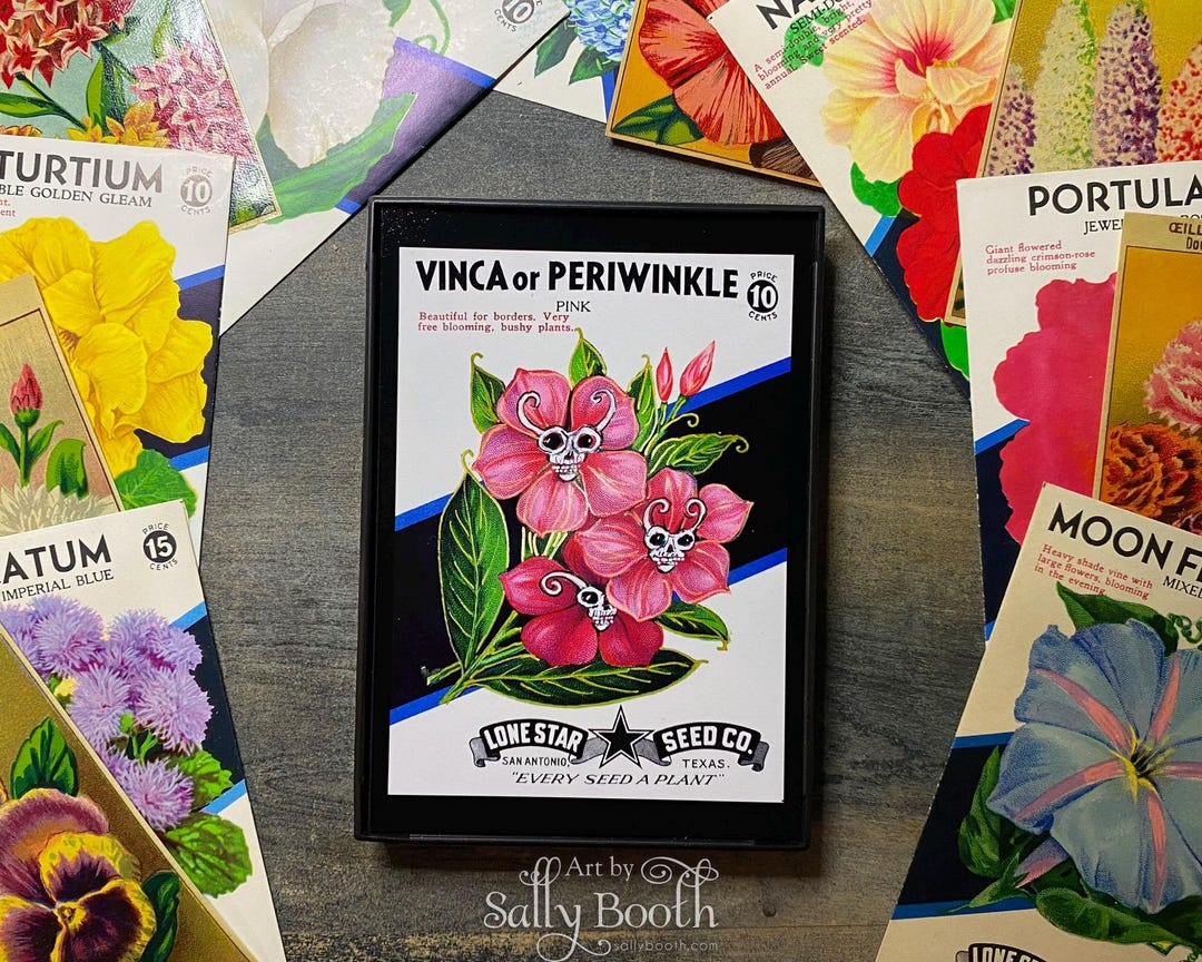 Vinca Flowers + Fairy Skelly Vintage Seed Packet Framed Mini Art Print - Periwinkle - Etsy