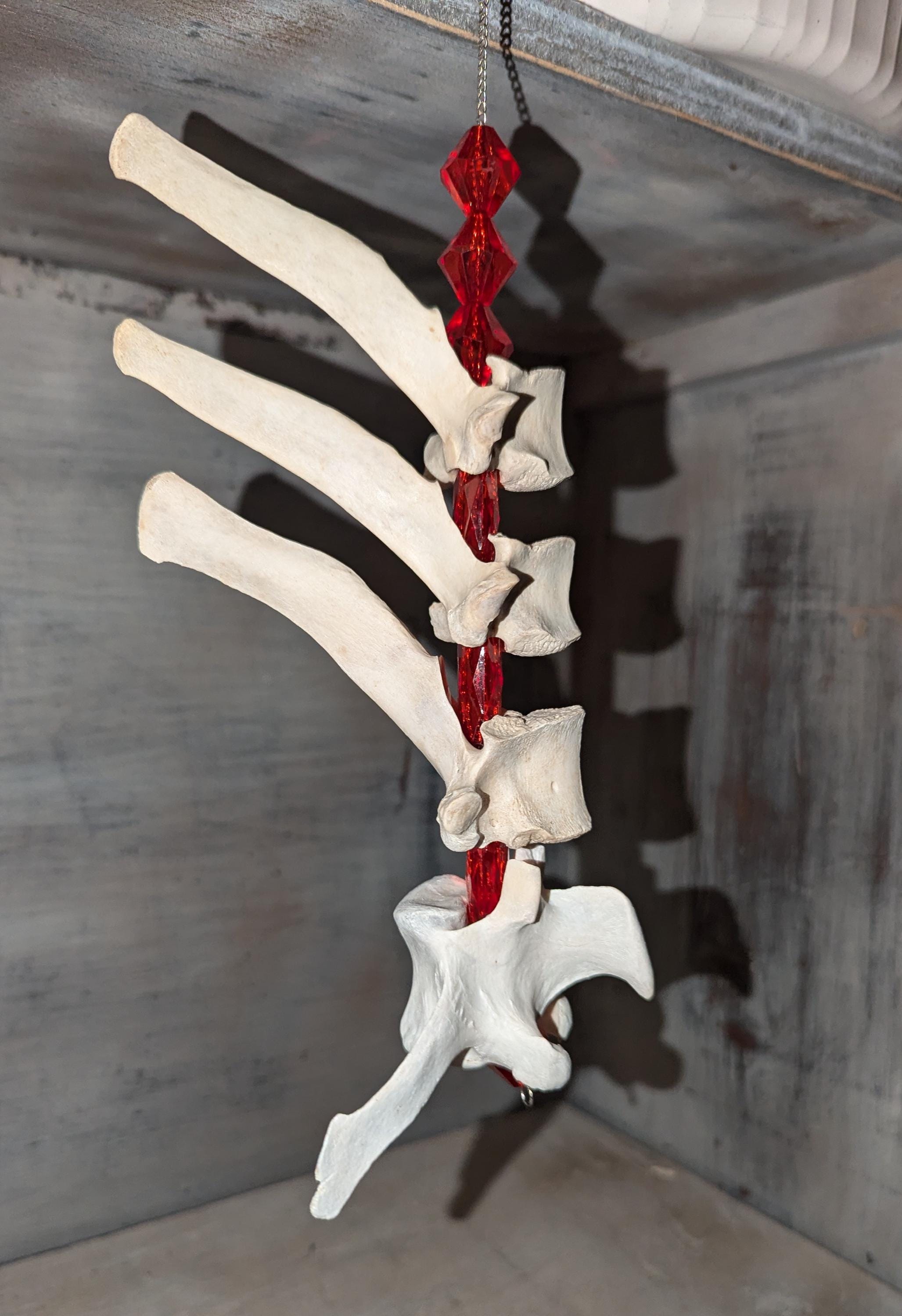 Deer Vertebrae Window Hanger - Etsy