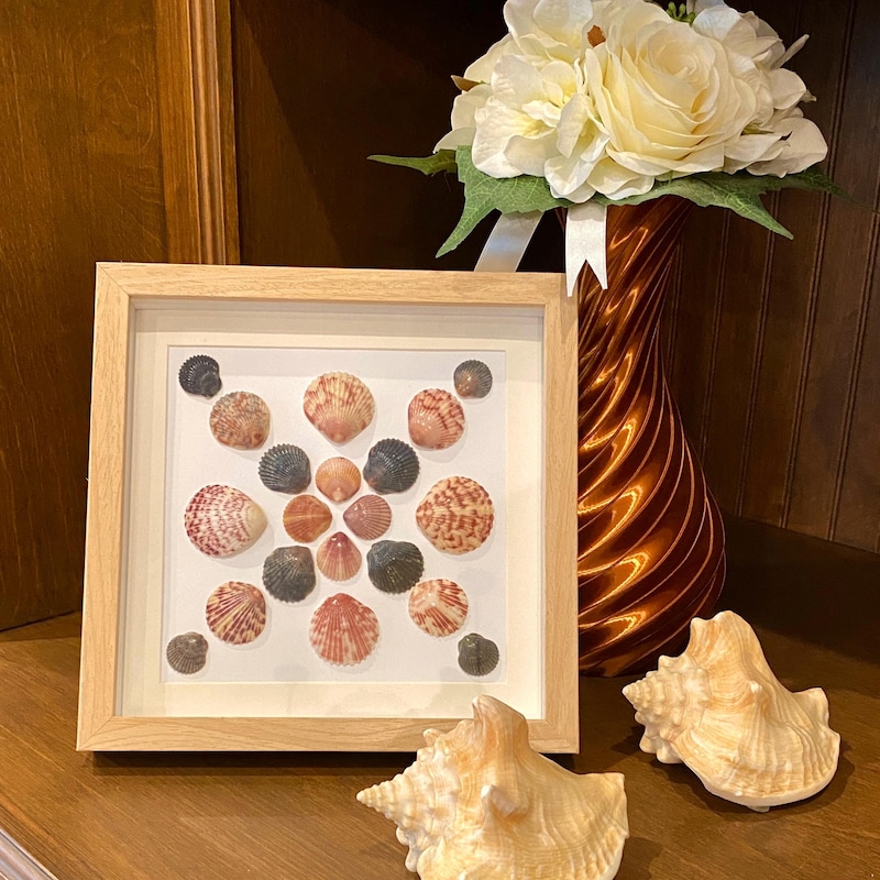 Sea Shell Display - Etsy