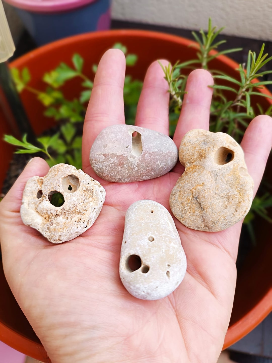 3-6 Hag Stones medium Multipack, Holey Stones, Adder Stones, Hag Stones ...