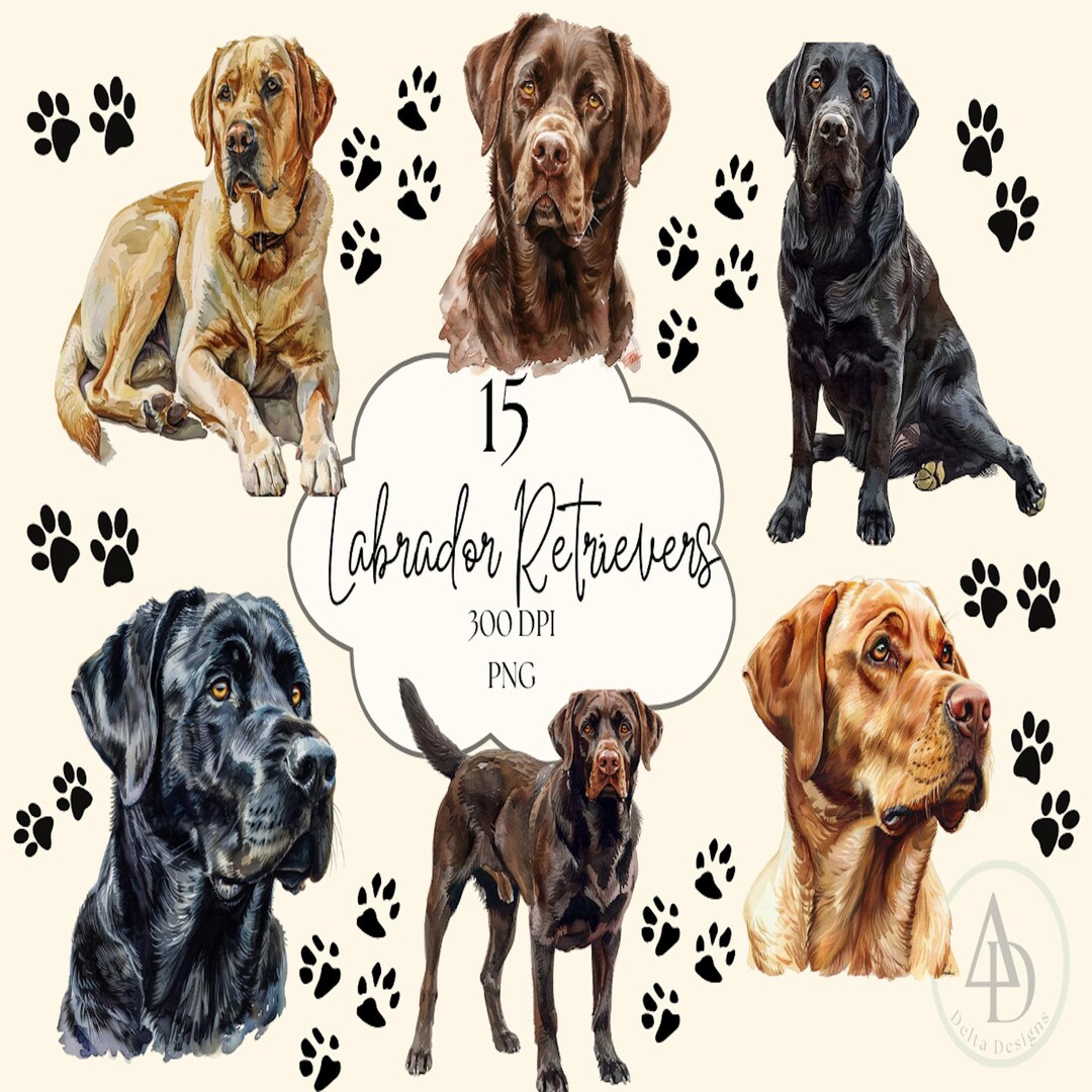 Labrador Clip Art Bundle - 15 PNG Designs, Sublimation, Scrapbooking ...