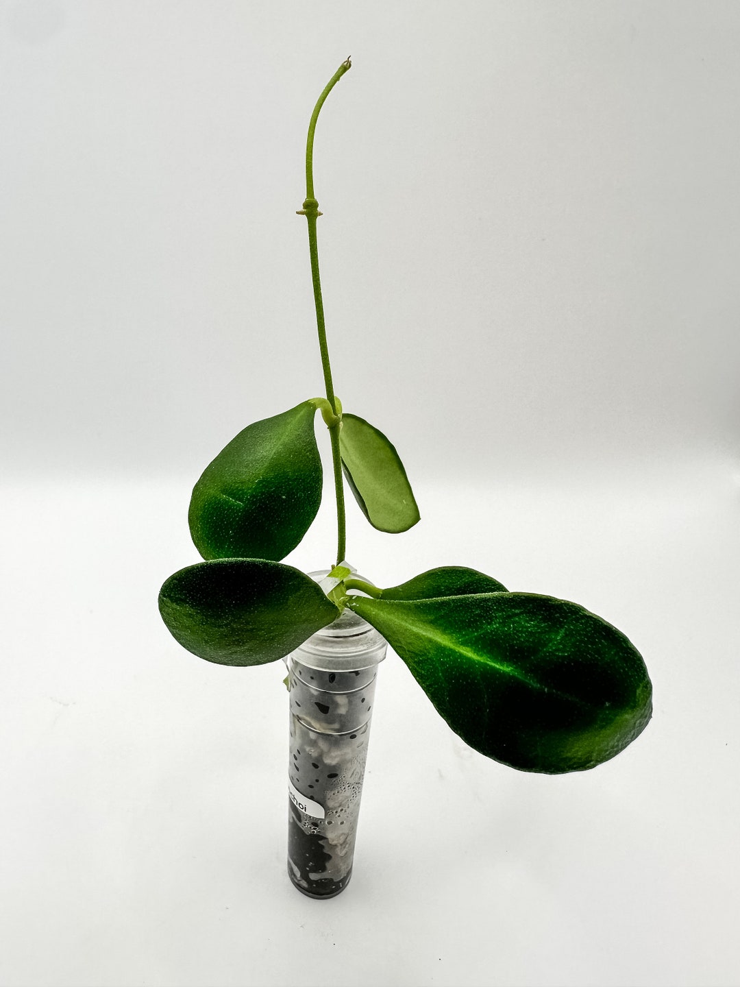 Hoya Panchoi EXACT CUTTING the Blooming Hoya - Etsy