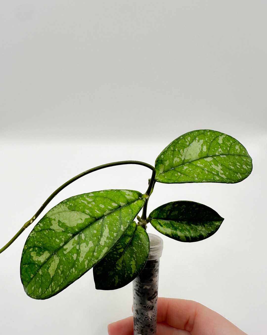 Hoya Crassipetiolata round Leaves Splash - Etsy