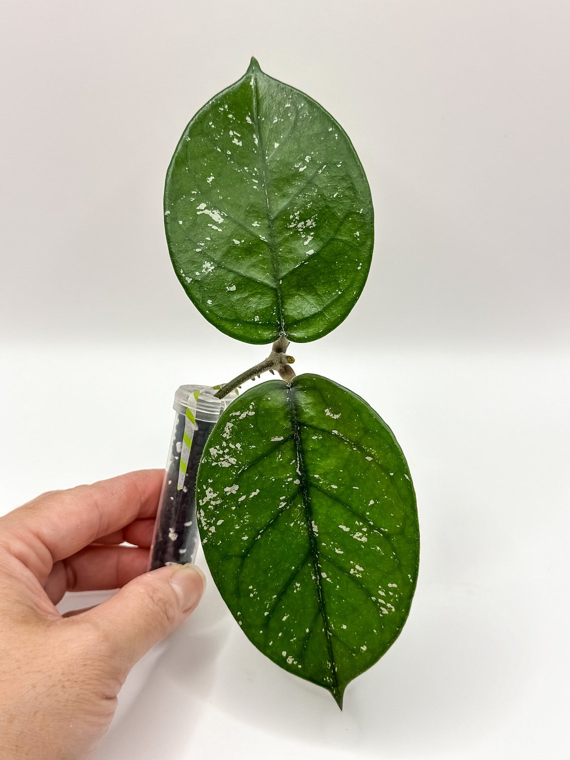 Hoya Bonii Splash Exact Plant Cutting the Blooming Hoya - Etsy