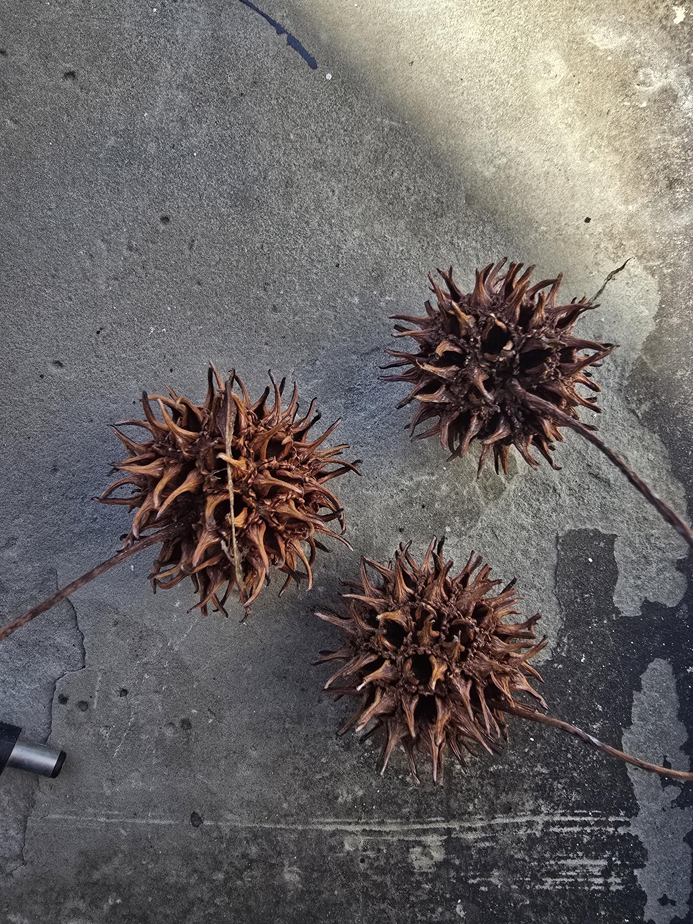 Gum Tree Seed Pods - Etsy