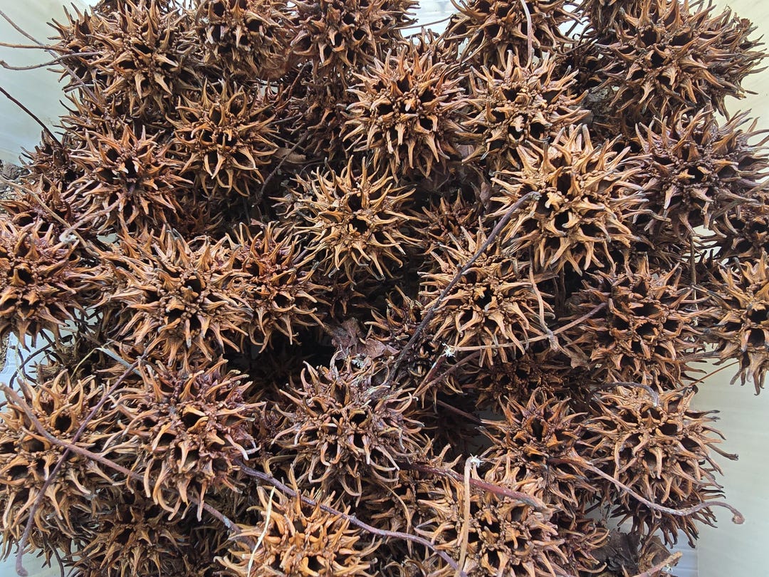 Gum Tree Seed Pods - Etsy