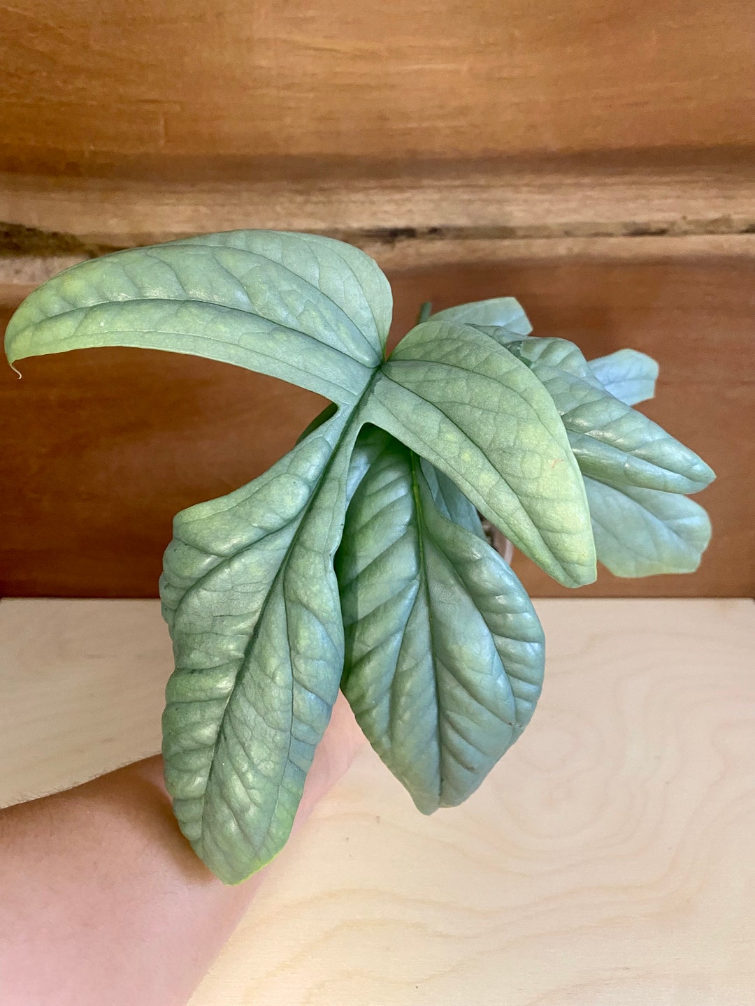 Amydrium Medium Silver - Etsy Canada