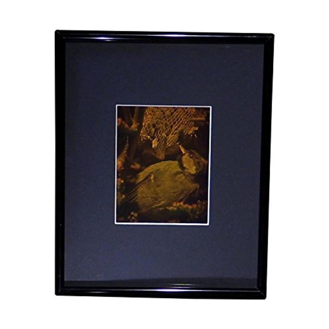 3D BIRD Hologram Picture (FRAMED), Collectible on Silver Halide Type ...