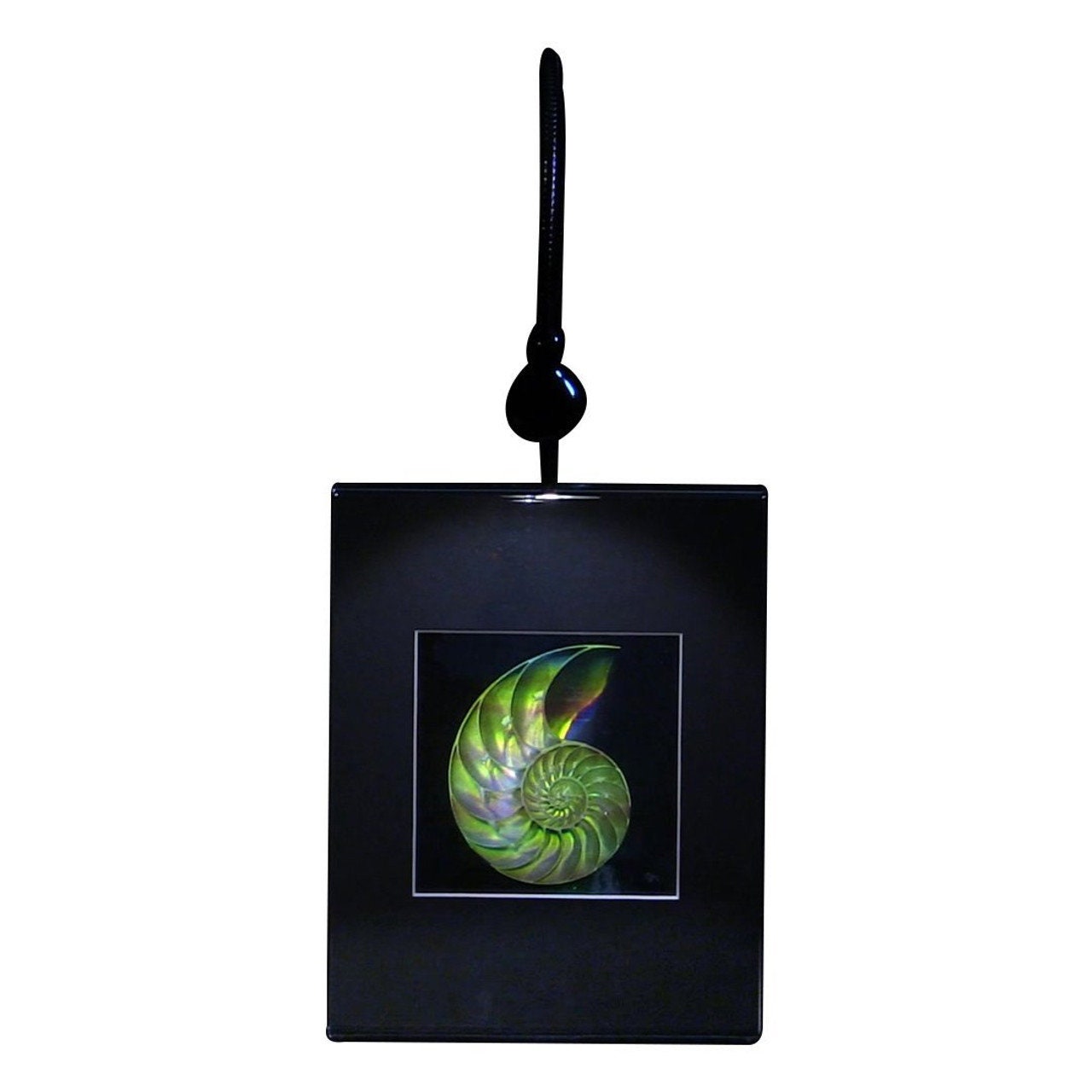 3D Nautilus Shell Hologram Picture (LIGHTED DESK STAND), Collectible ...
