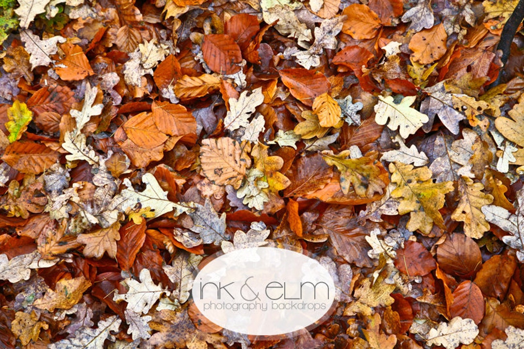 Fall Backdrop 5ft X 5ft, Autumn Backdrop, Leaves Backdrop, Fall Leaves ...
