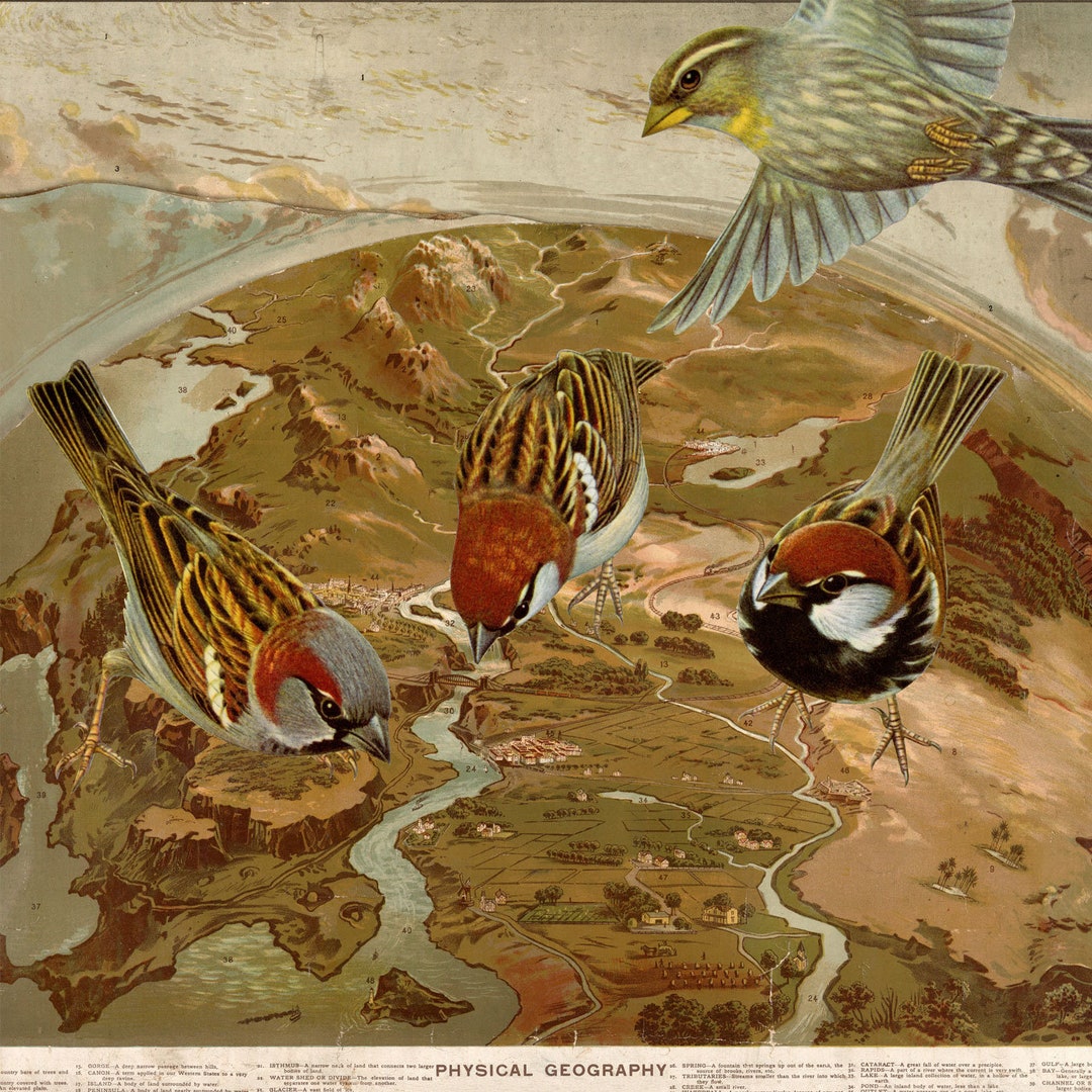 Bird Family Map Art Collage Print, 10x10 Birds Physical Geography ...