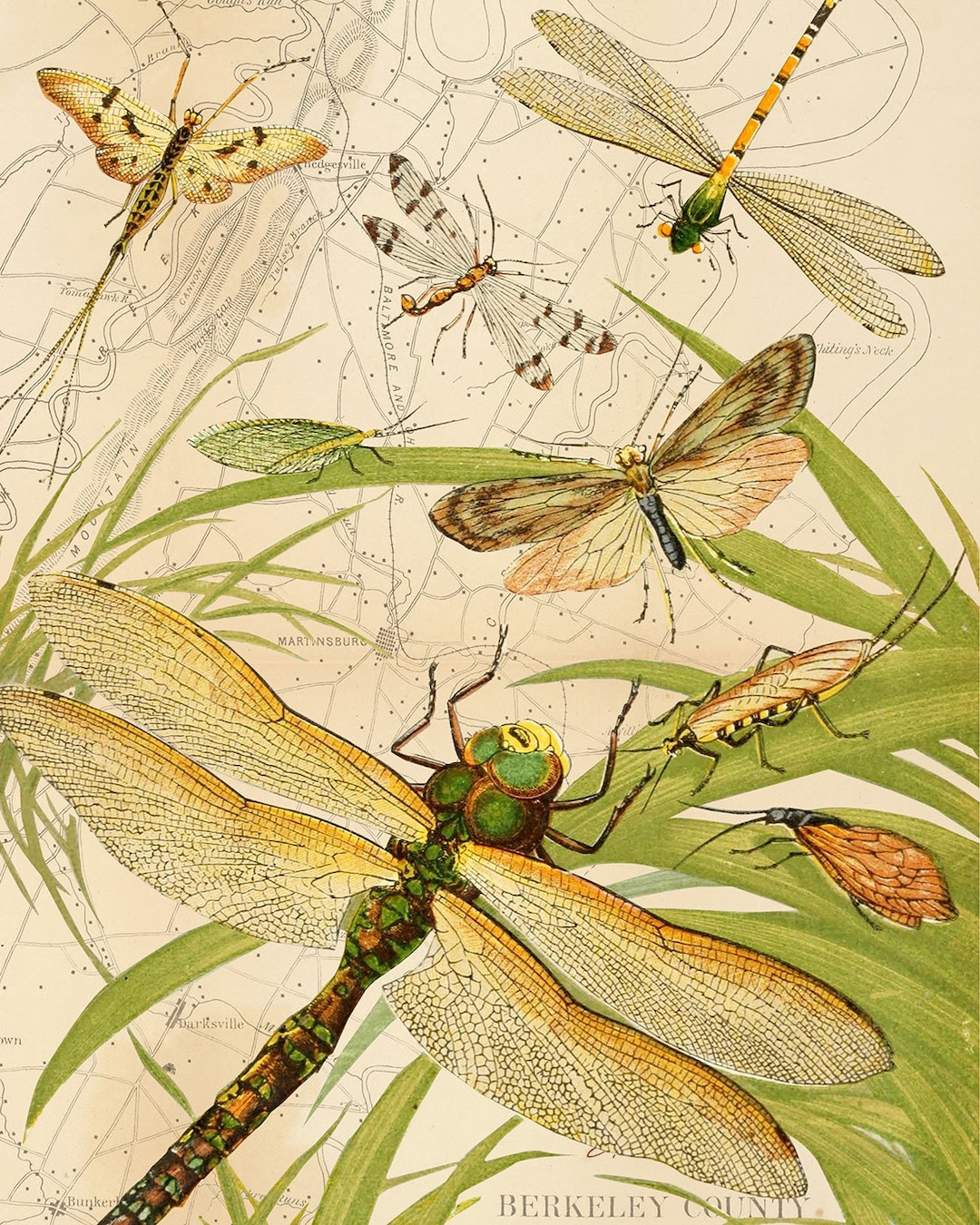 Dragonflies Map Art Print: Vintage West Virginia Collage (8x10) - Etsy