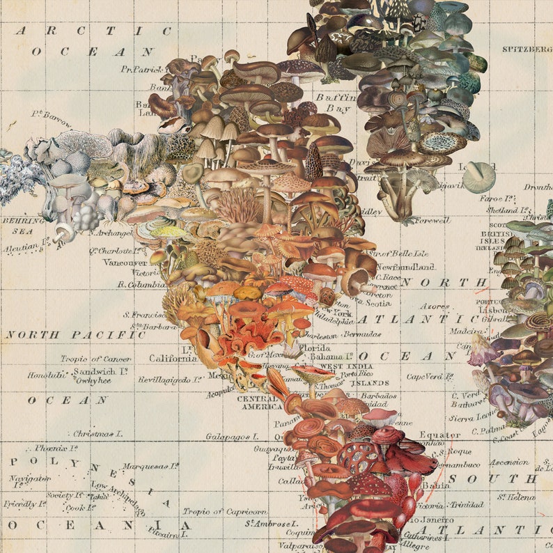 Mushroom World Mycologist Map 10x10 Collaged Map Art Print - Etsy