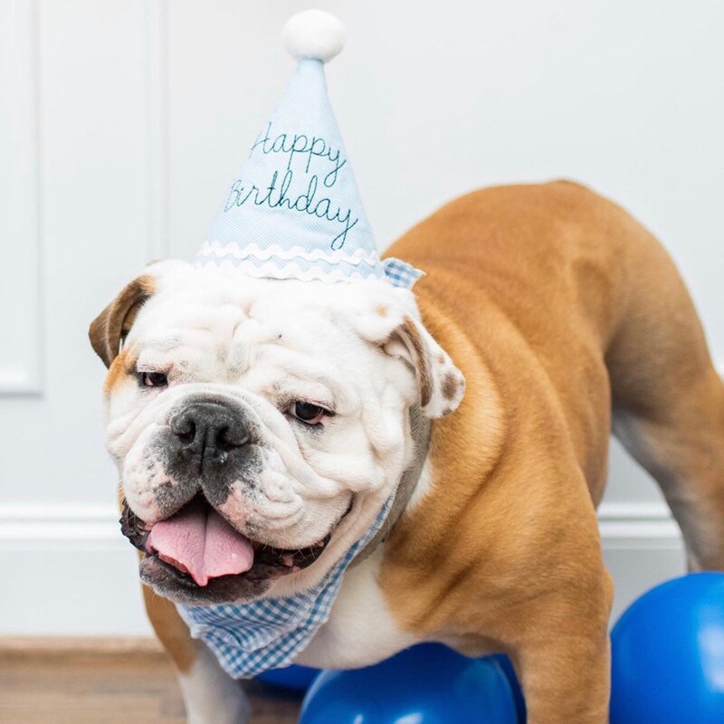 Dog Birthday Hat - Etsy