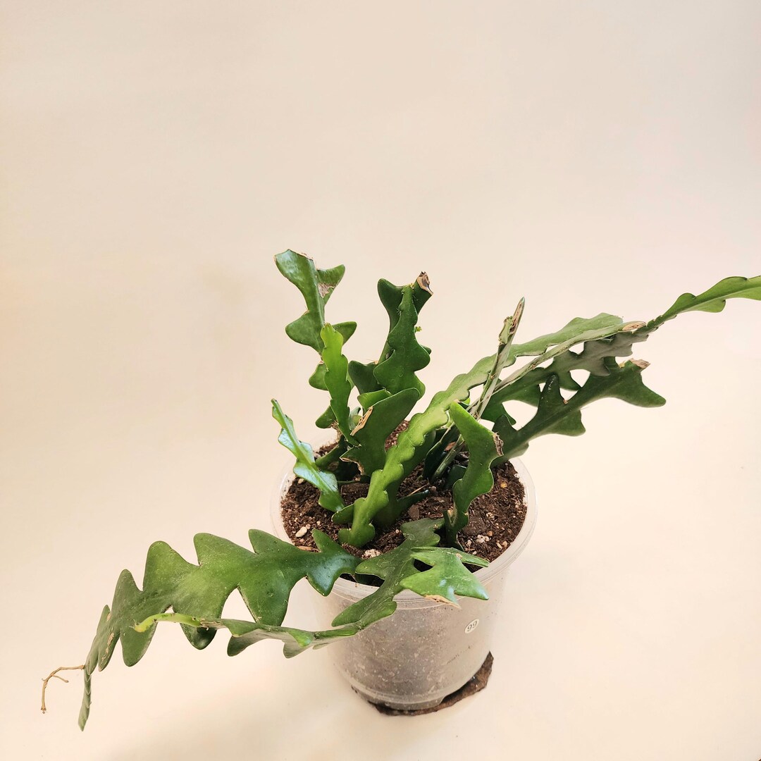 Disocactus Anguliger, Epiphyllum, Ric Rac Cactus, Fishbone Cactus - Etsy