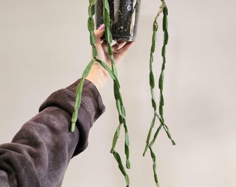 Rhipsalis Paradoxa Chain Cactus Rare Succulent Live Cacti Plant - Etsy