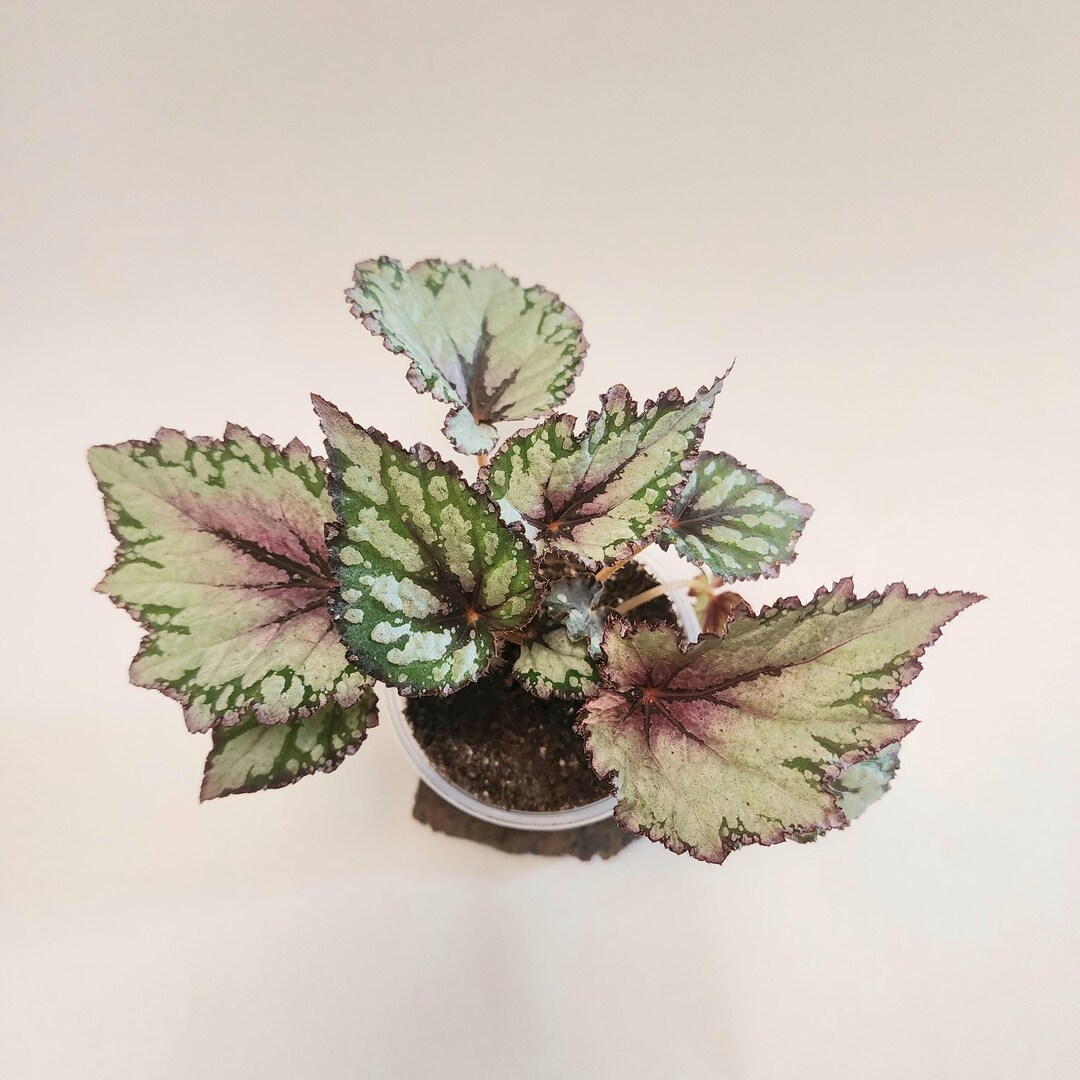 Rex Begonia Jurassic X Pink Splash - Etsy