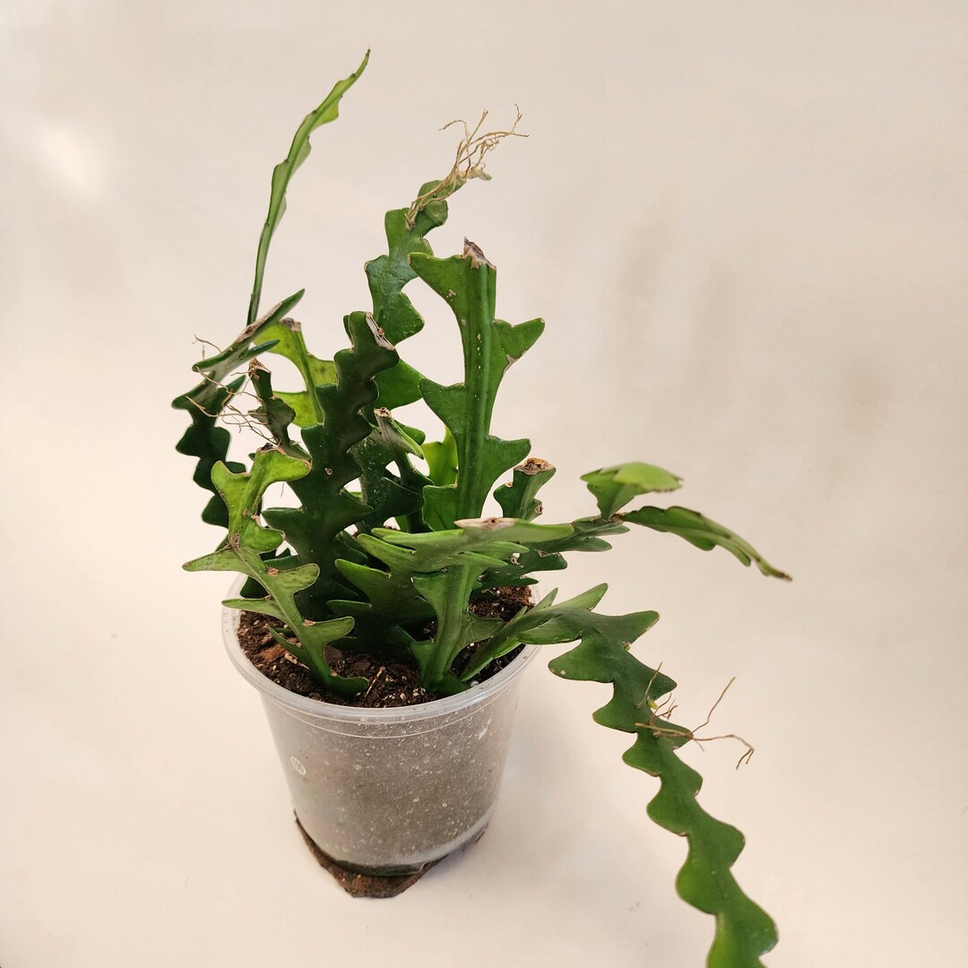 Disocactus Anguliger, Epiphyllum, Ric Rac Cactus, Fishbone Cactus - Etsy
