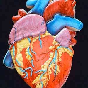 Human Heart Cookie Cutter - Etsy