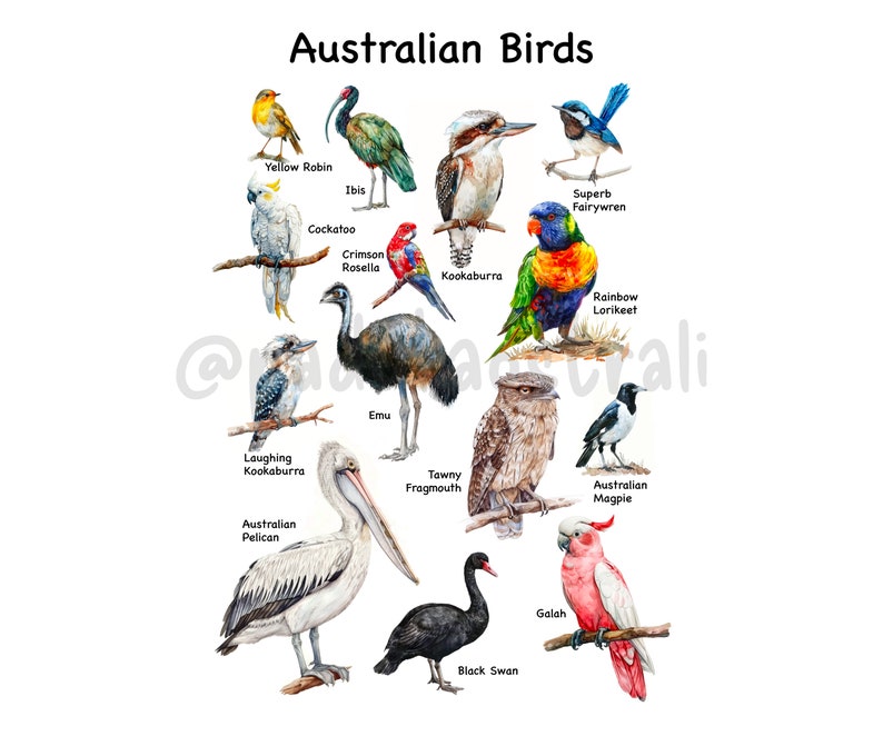 Australian Birds Poster, Native Wildlife, Hand-drawn, Kids Room ...