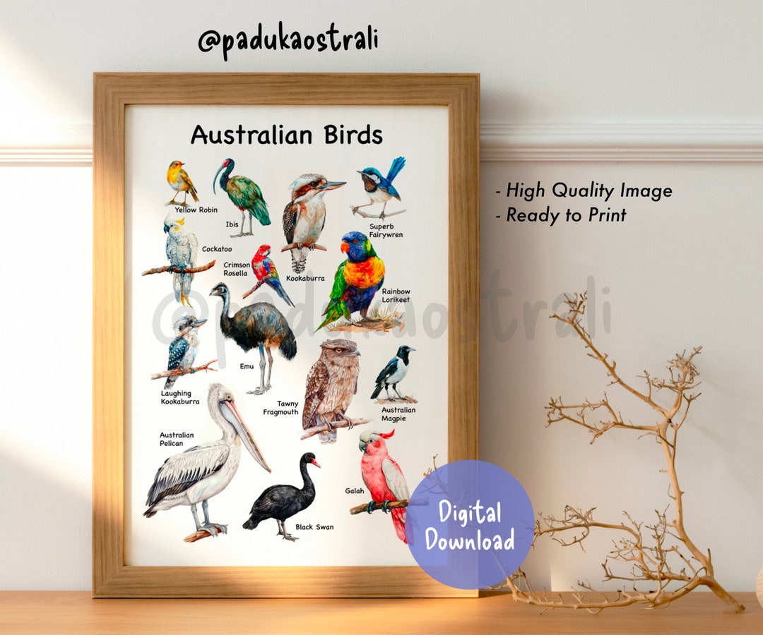 Australian Birds Poster, Native Wildlife, Hand-drawn, Kids Room ...