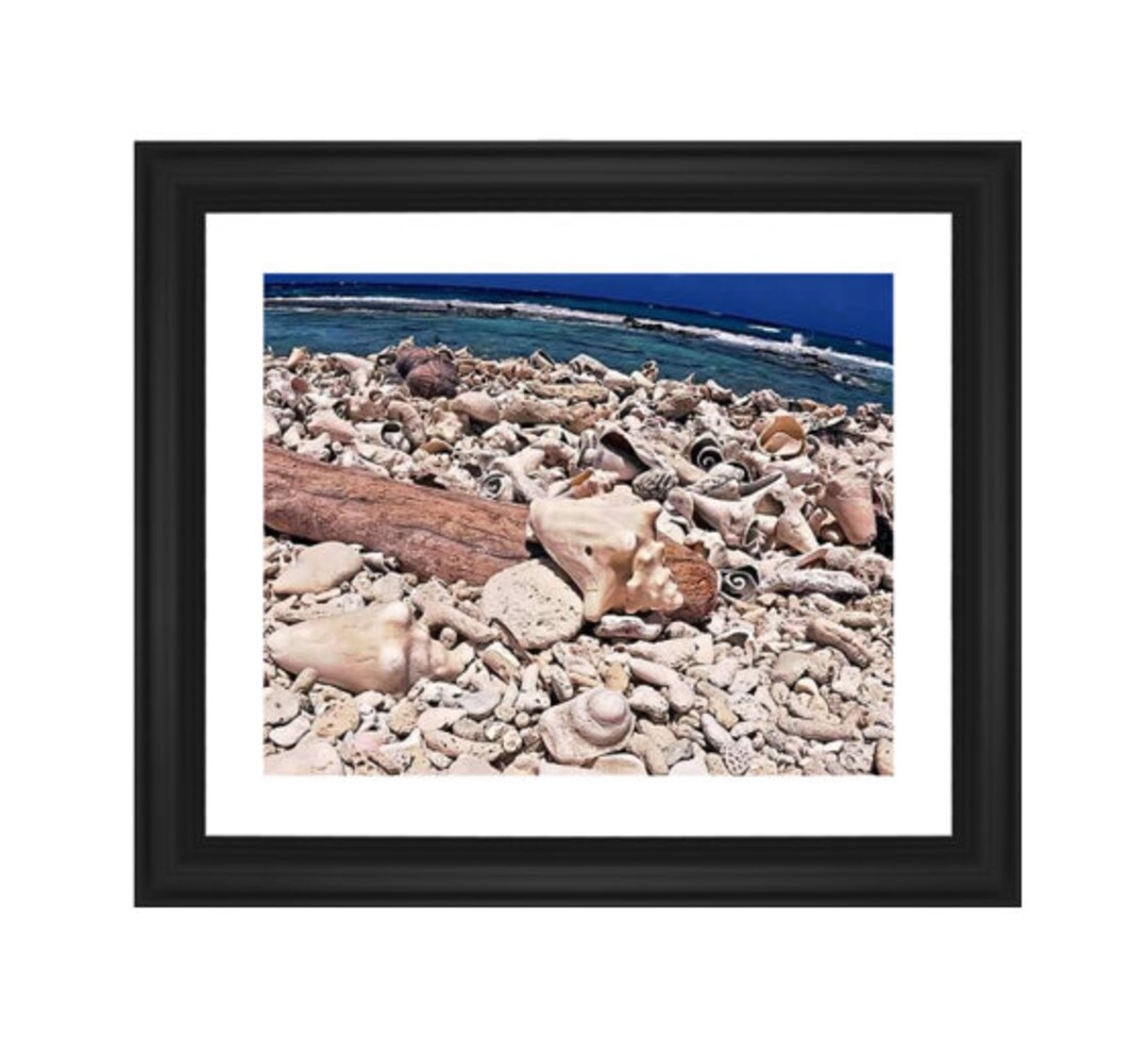 Shells of Half Moon Caye Island Belize Digital Photo 5 Variations for ...