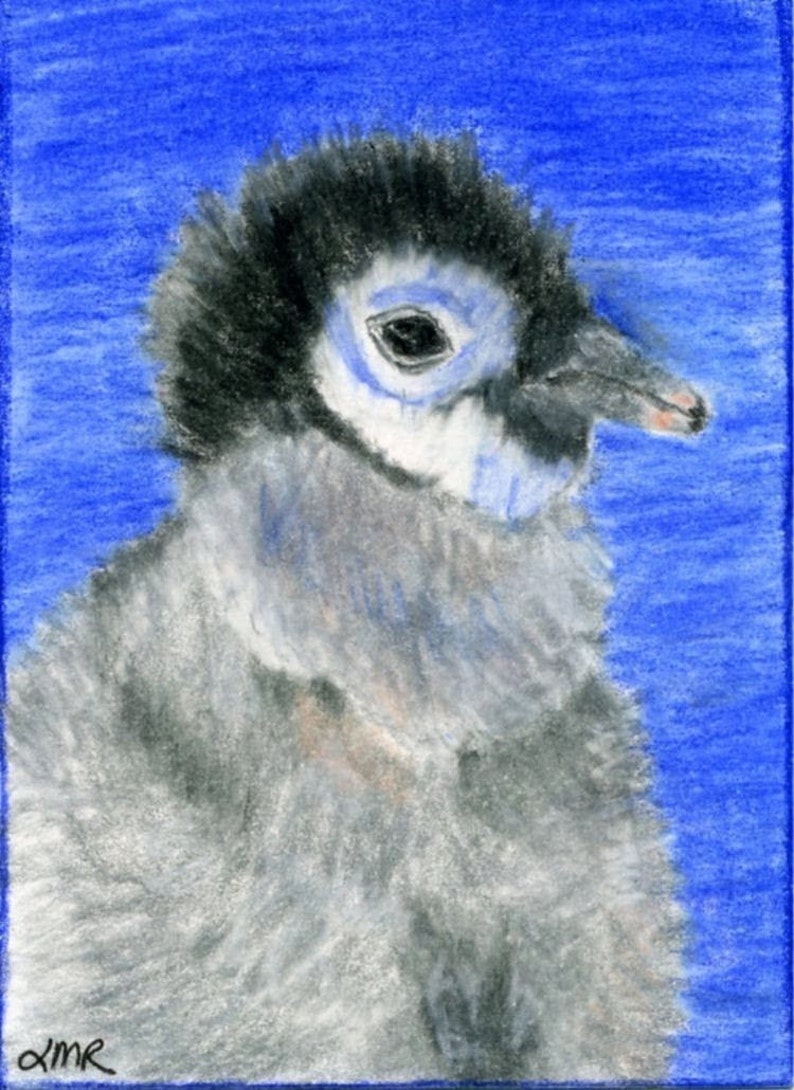 Fuzzy Baby Penguin ACEO Print Color Pencil 2.5 X 3.5 - Etsy