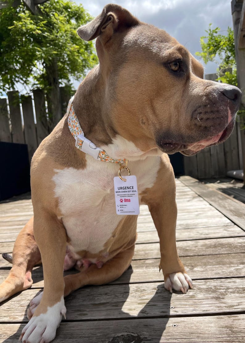 Personalized Dog or Cat Emergency Tag/card/medical Information Sheet ...