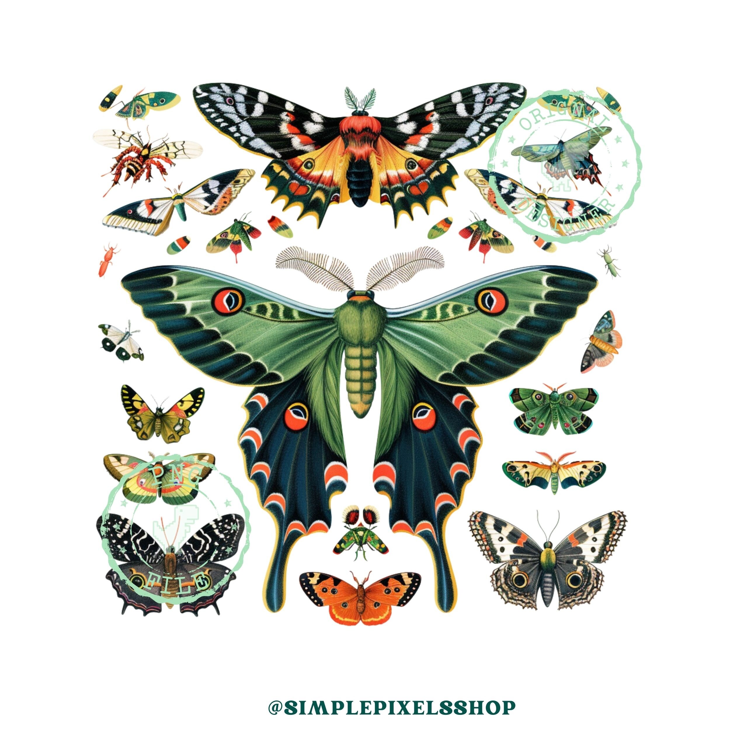 Moth Illustration Png, Png for Nature Lovers, Vibrant and Unique Art ...