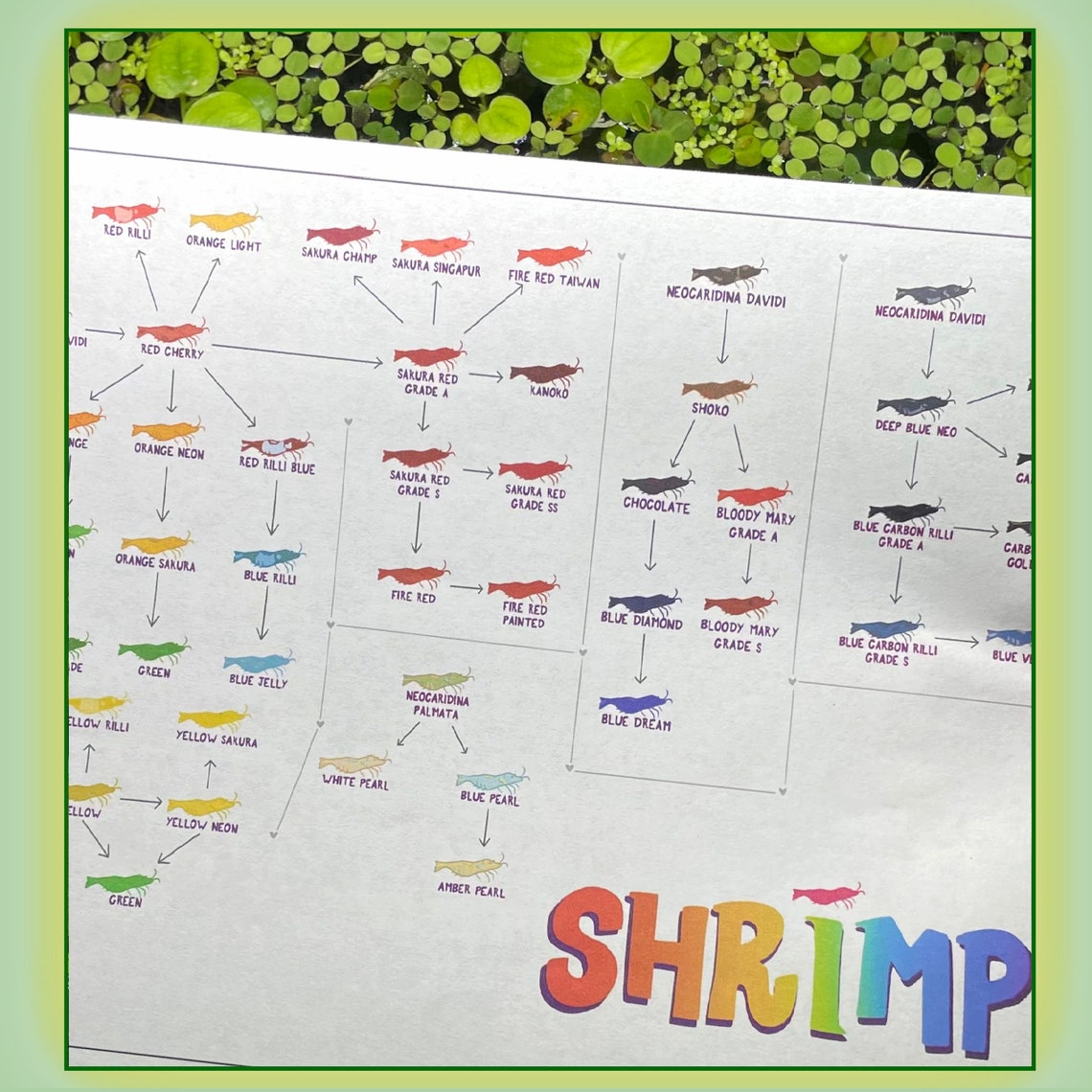 Cherry Shrimp Poster, A4 Printable, Neocaridinia Shrimp Types and ...