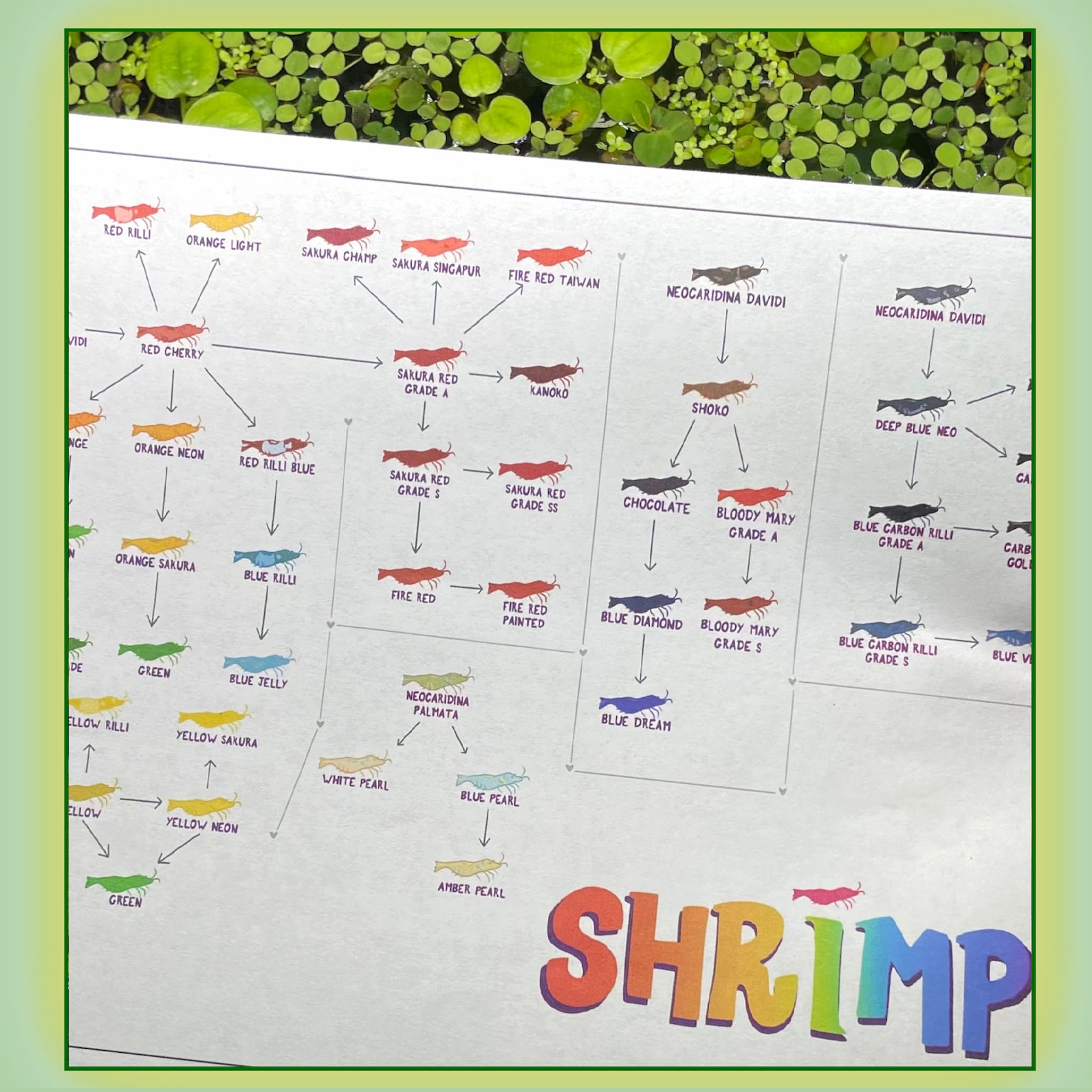 Cherry Shrimp Poster, A4 Printable, Neocaridinia Shrimp Types and ...