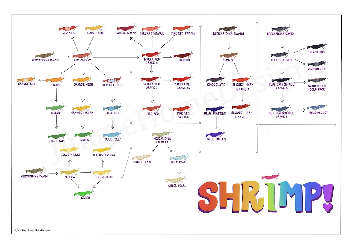 Cherry Shrimp Poster, A4 Printable, Neocaridinia Shrimp Types and ...