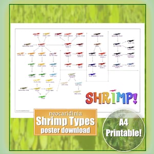 Cherry Shrimp Poster, A4 Printable, Neocaridinia Shrimp Types and ...