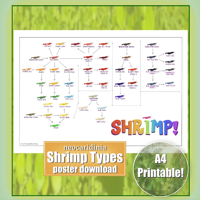 Cherry Shrimp Poster, A4 Printable, Neocaridinia Shrimp Types and ...