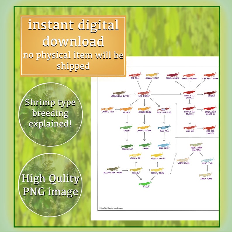 Cherry Shrimp Poster, A4 Printable, Neocaridinia Shrimp Types and ...