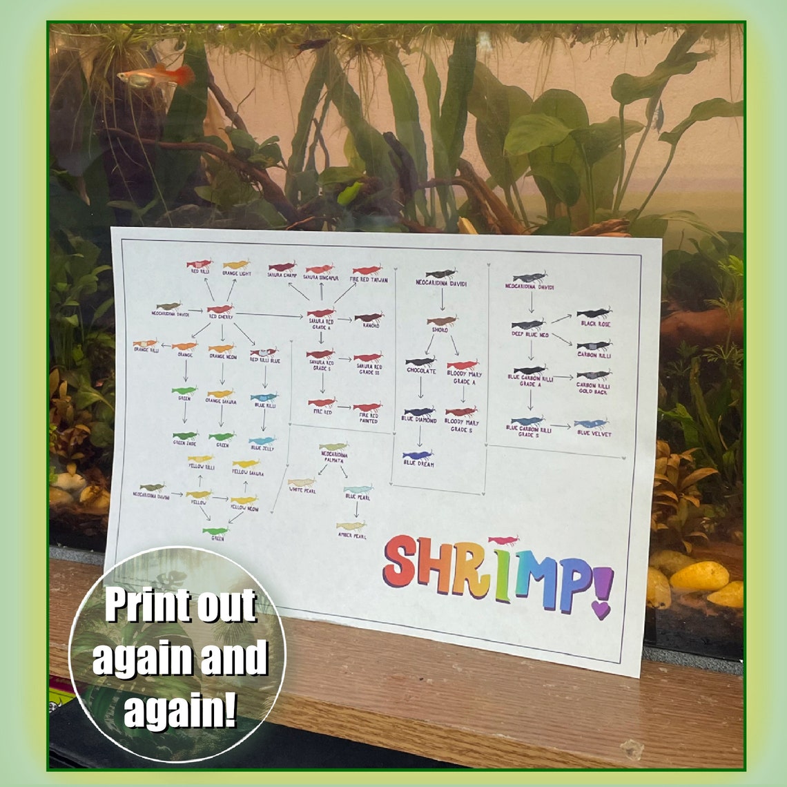 Cherry Shrimp Poster, A4 Printable, Neocaridinia Shrimp Types and ...