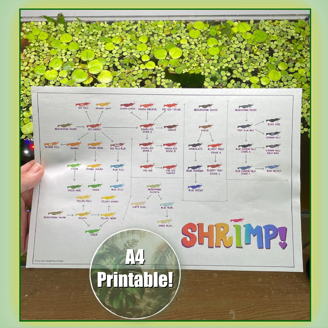 Cherry Shrimp Poster, A4 Printable, Neocaridinia Shrimp Types and ...