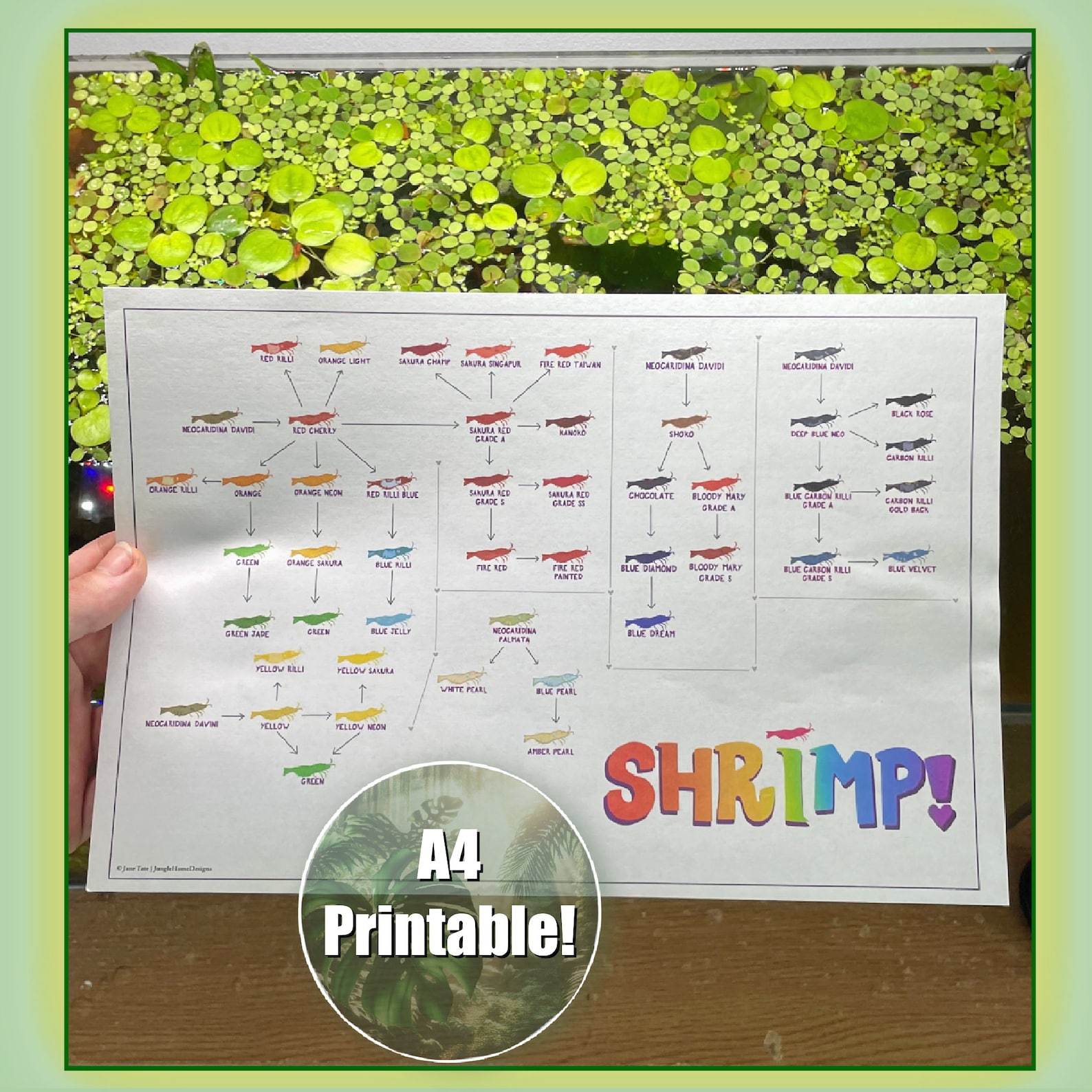 Cherry Shrimp Poster, A4 Printable, Neocaridinia Shrimp Types and ...