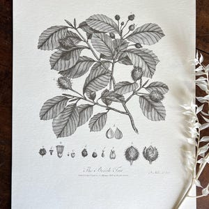 Botanical Illustration Print - Etsy